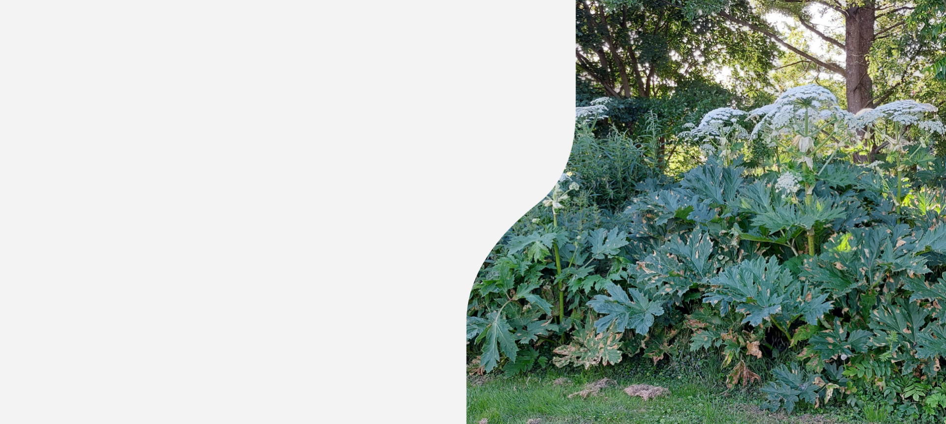 Invasieve planten deel 2 | Milieukundig Adviesbureau Inventerra